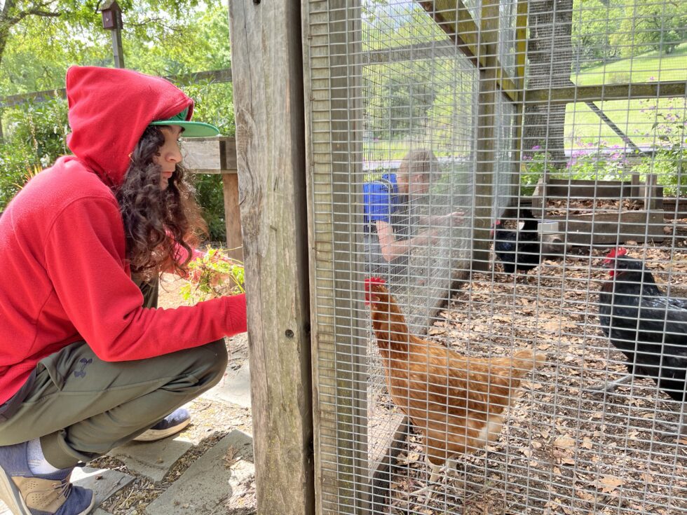 Home - The Springstone School | Lafayette, CA